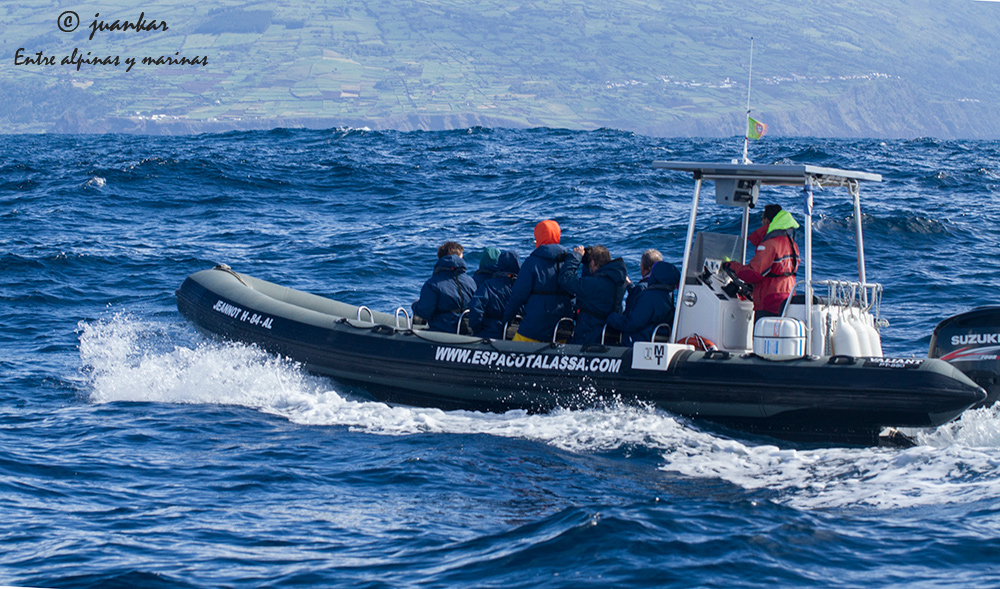Entre alpinas y marinas.: Calderón gris ( Grampus griseus ) Risso´s dolphin