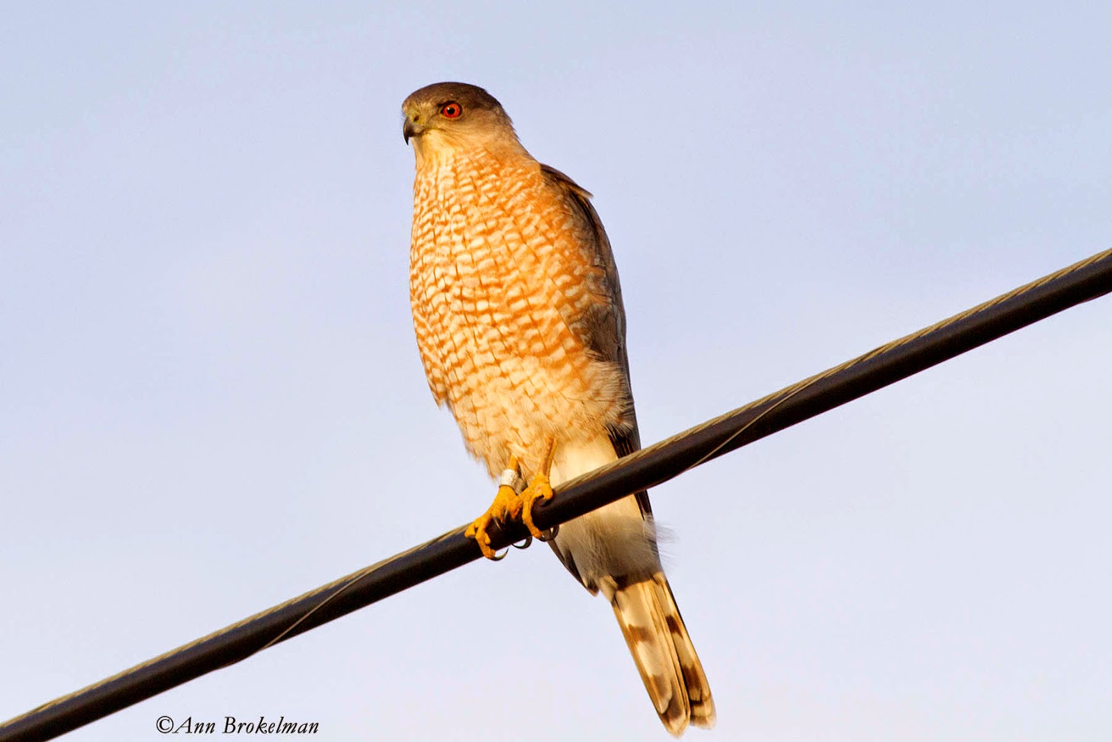 Ann Brokelman Photography: Crested Caracara and Cooper Hawk at sunset ...
