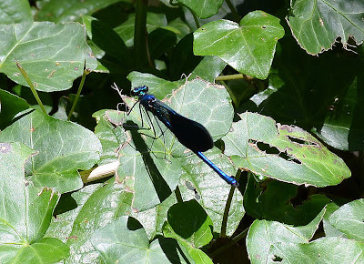 Nube-Agua: ¡Libélulas azules!