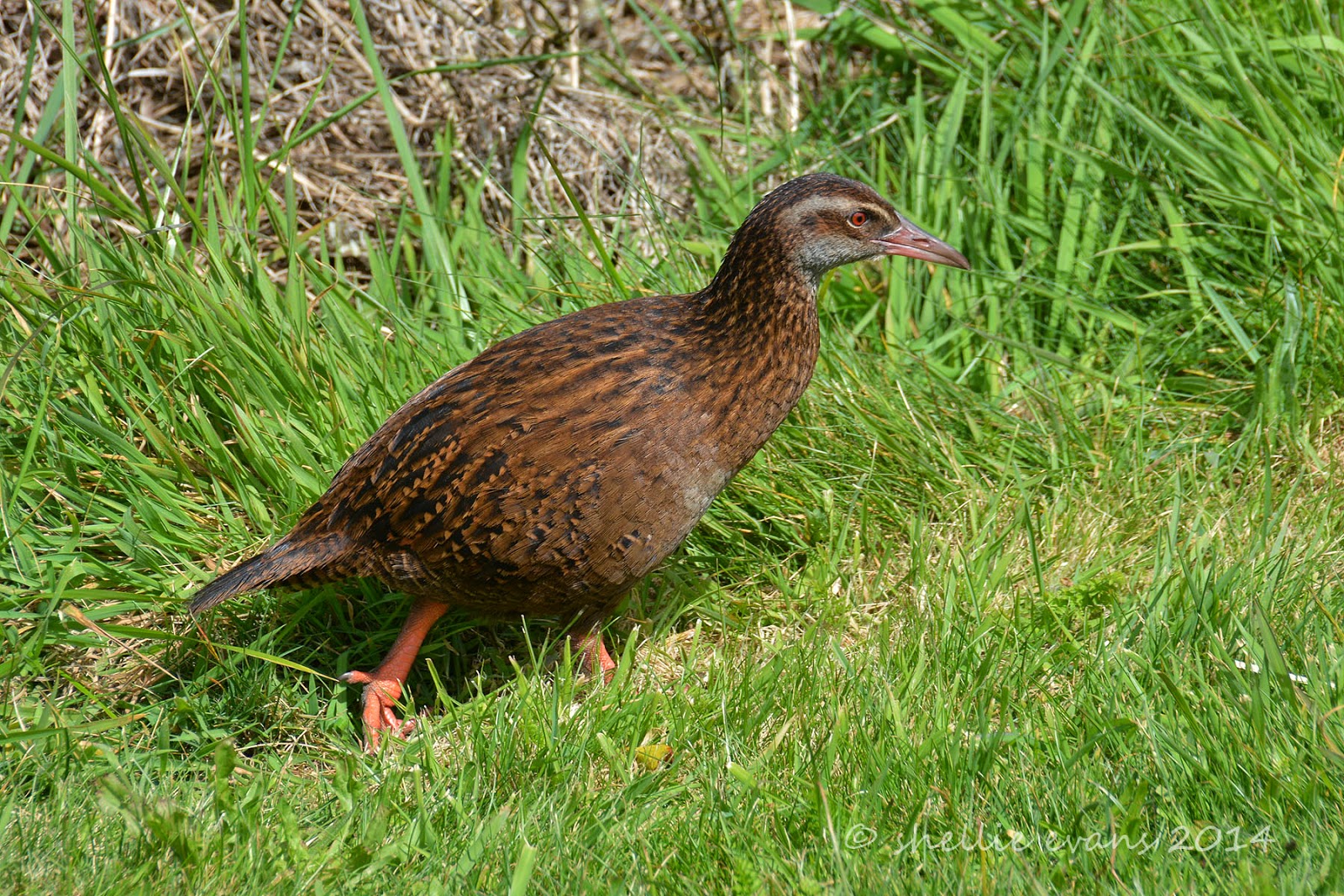 Two Go Tiki Touring: Wily Weka of Elaine Bay