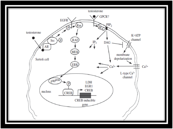 Dr. Bharati's Hub: Testosterone Synthesis and Signalling