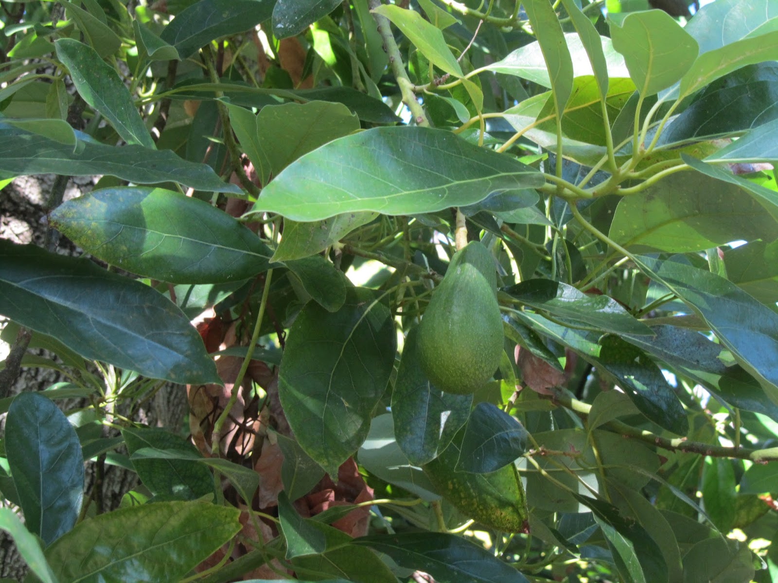 Come Coltivare l'Avocado (Persea americana) Partendo da Seme | Il Gusto ...