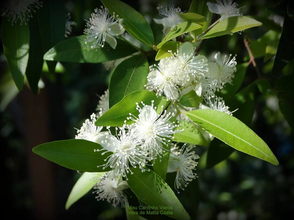 Meu Cantinho Verde: Novembro 2017