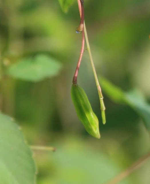 Isabella Conservation District Environmental Education Program: Don't ...