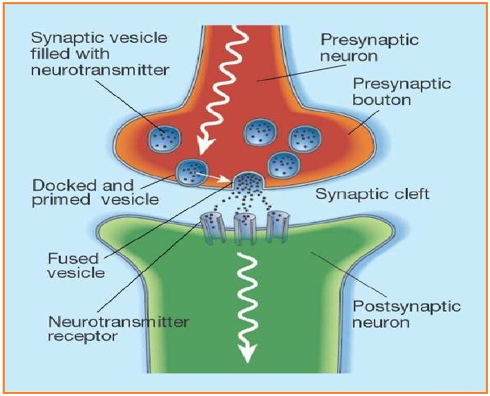 BIOLOGI GONZAGA: ISTILAH SYARAF
