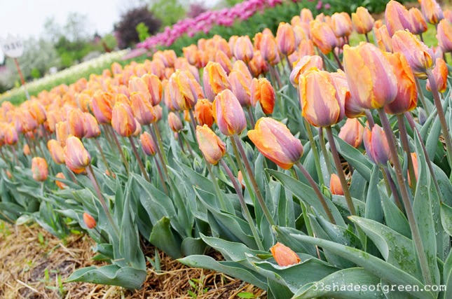 33 Shades of Green: A Walk Through the Tulips