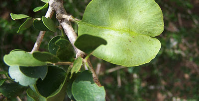 Argentina nativa: Palo santo (Bulnesia sarmientoi)