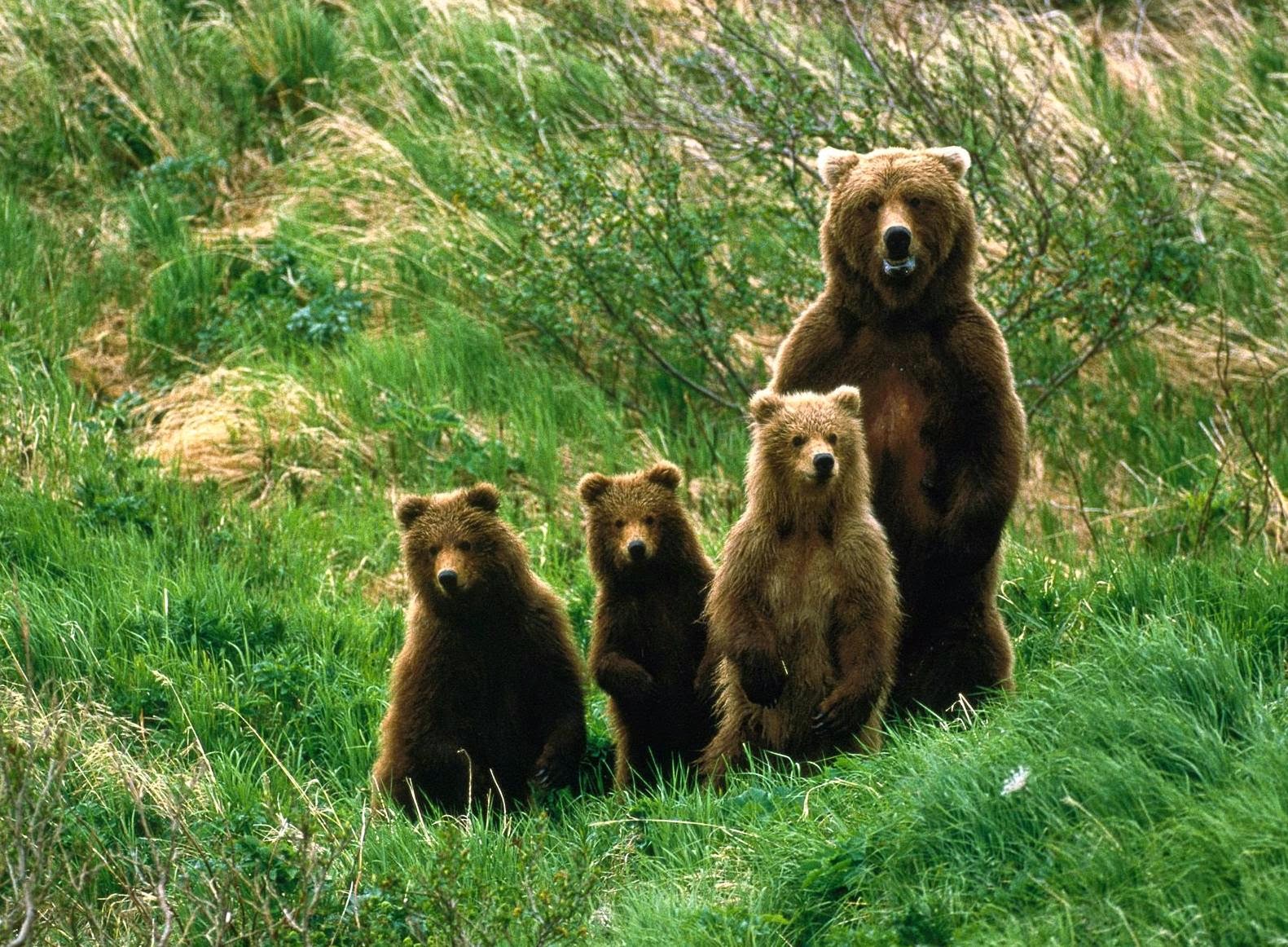 Imagenes osos: abril 2016