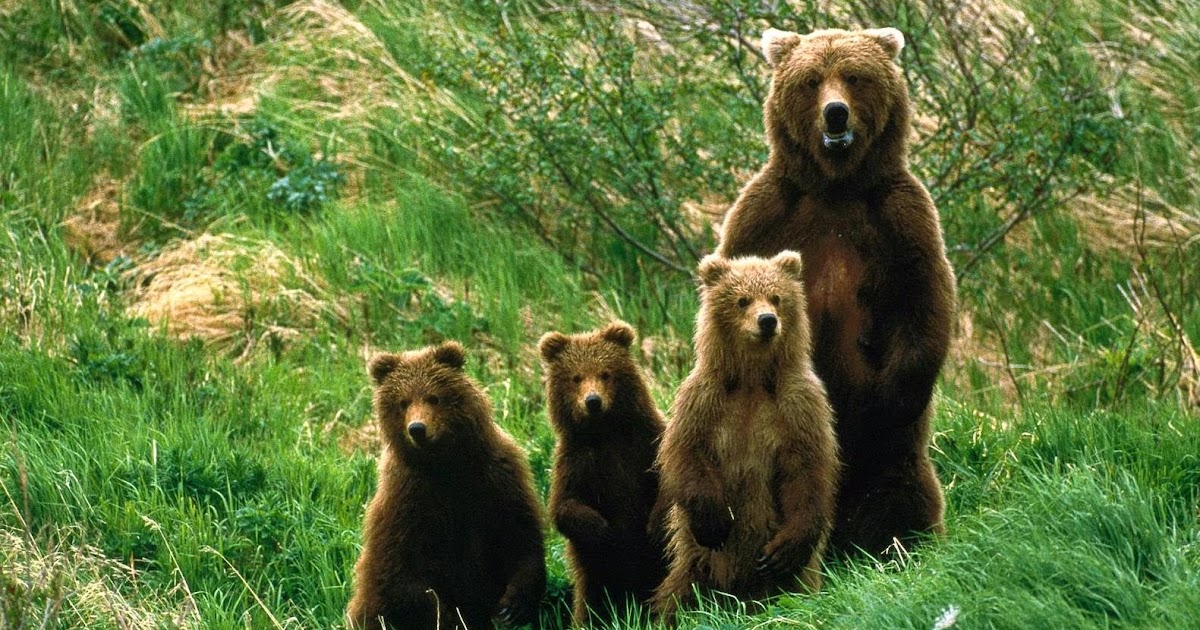 Imagenes osos: Fotografia mama osa con sus tres crias - oseznos [28-4-16]