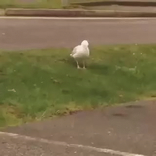 Funny animal gifs - part 198 (10 gifs) | Amazing Creatures