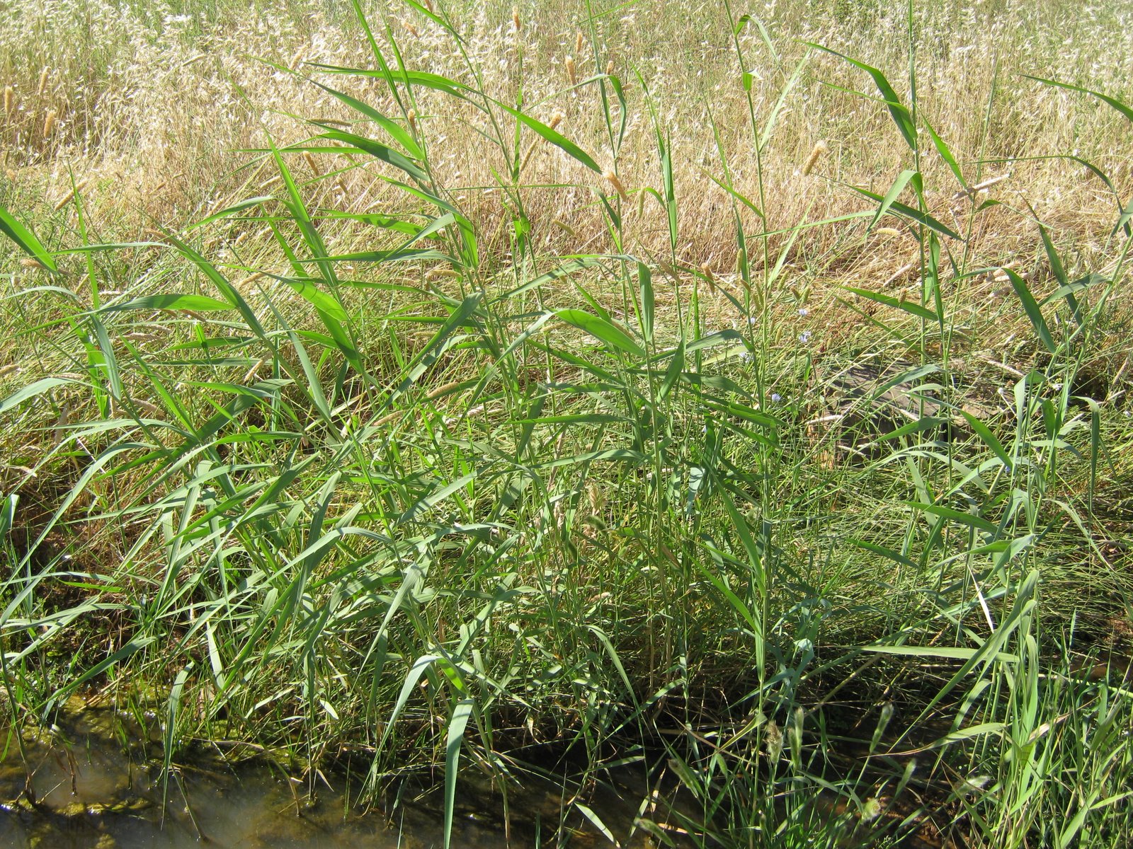 castellardesantiago.org: Carrizos