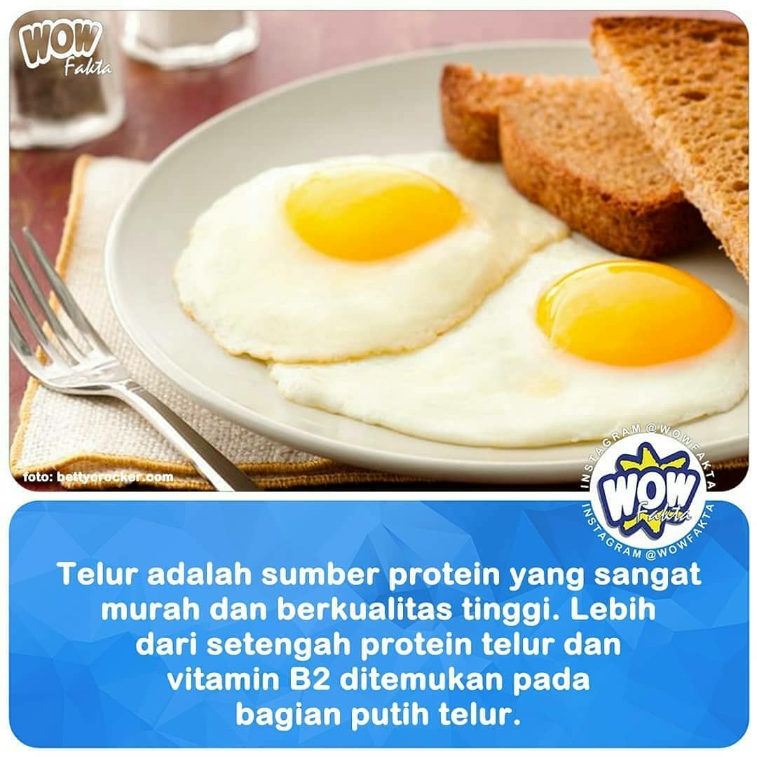 Telur, Sumber Protein Murah kaya Manfaat