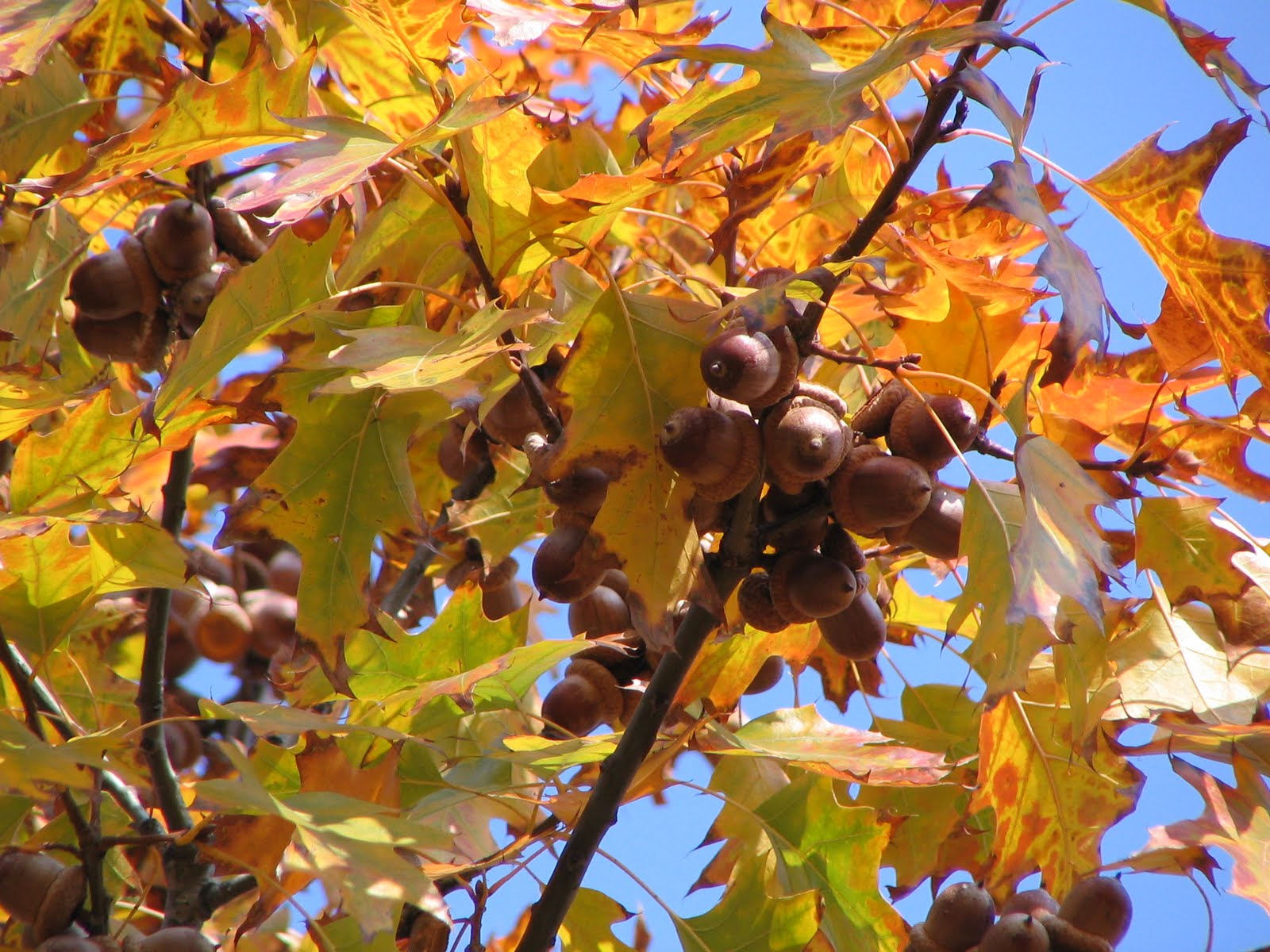 LA MULTI ANI, ROMANIA!: Ghinda