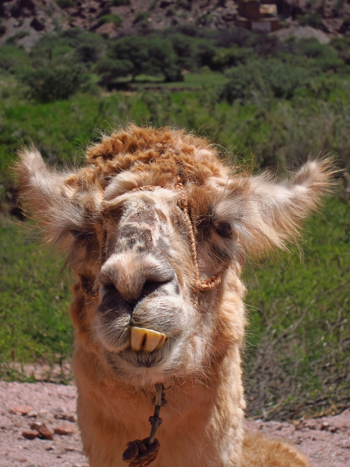 360 Degrees In 360 Days Snapshot The Worlds Ugliest Llama