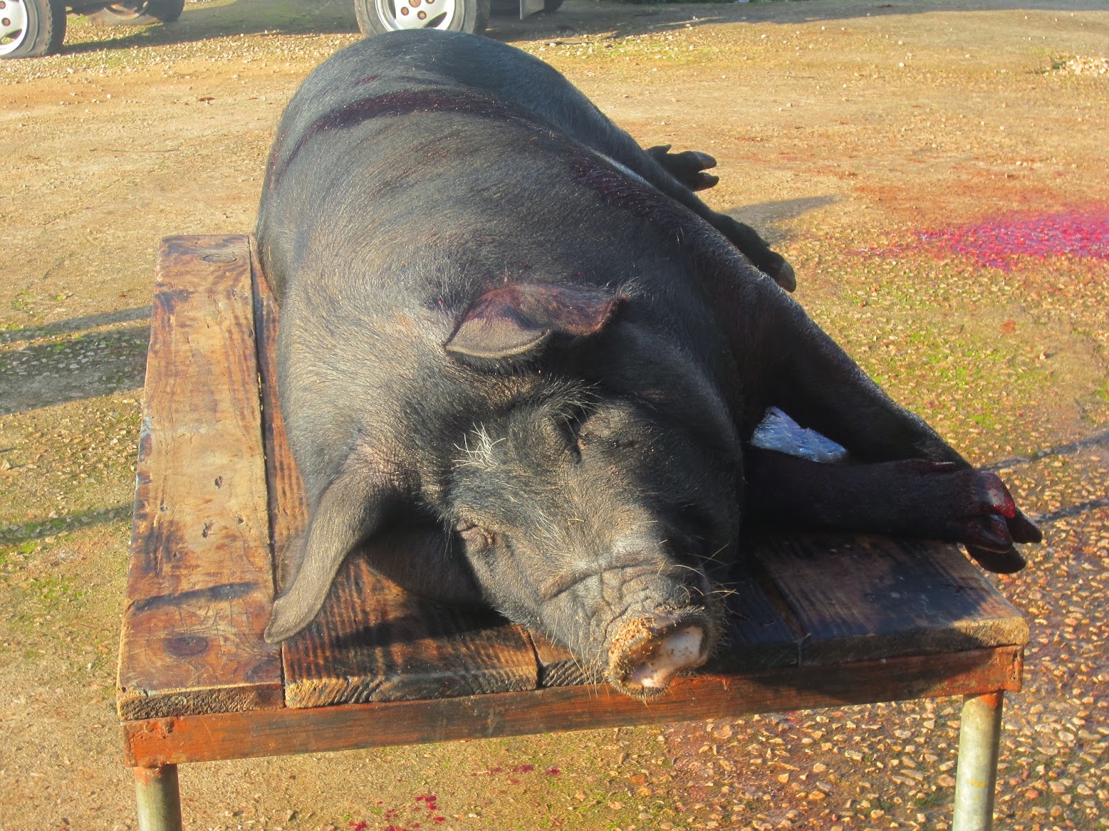 Nave do Barão: MATANÇA DO PORCO - Tradição ou barbárie?