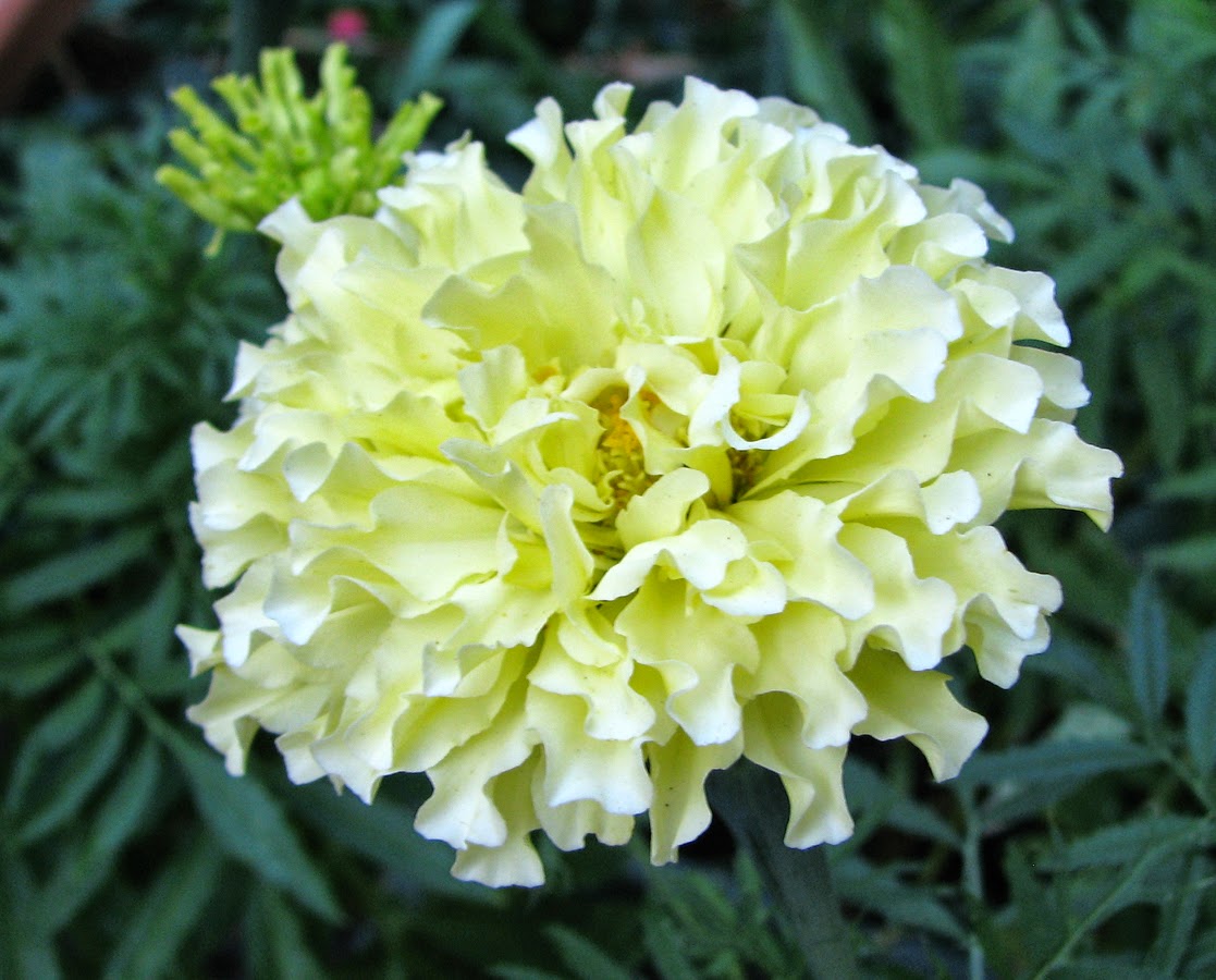 Larry's Photo a Day: White Marigold.........