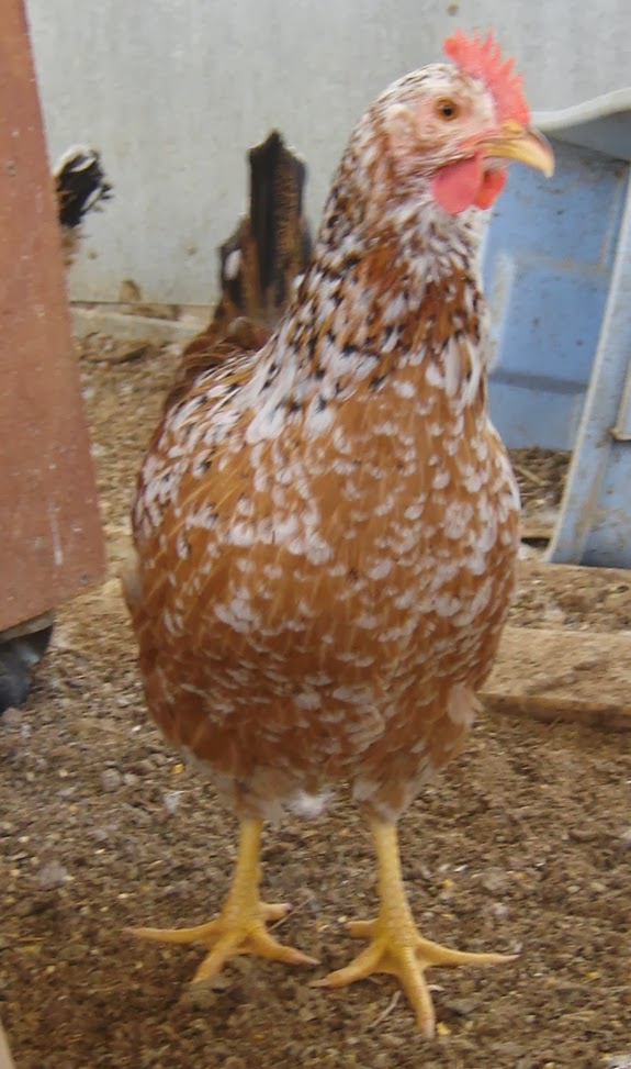 Aloha Chickens: Stephen's 2013 Alohas