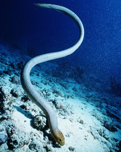 THE ANIMAL WILDLIFE: ULAR LAUT