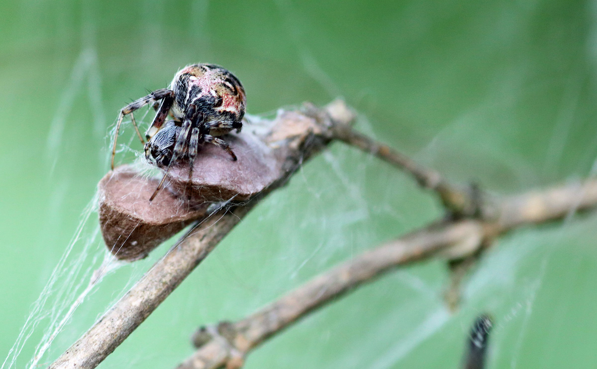 MObugs: Labyrinth Orbweaver