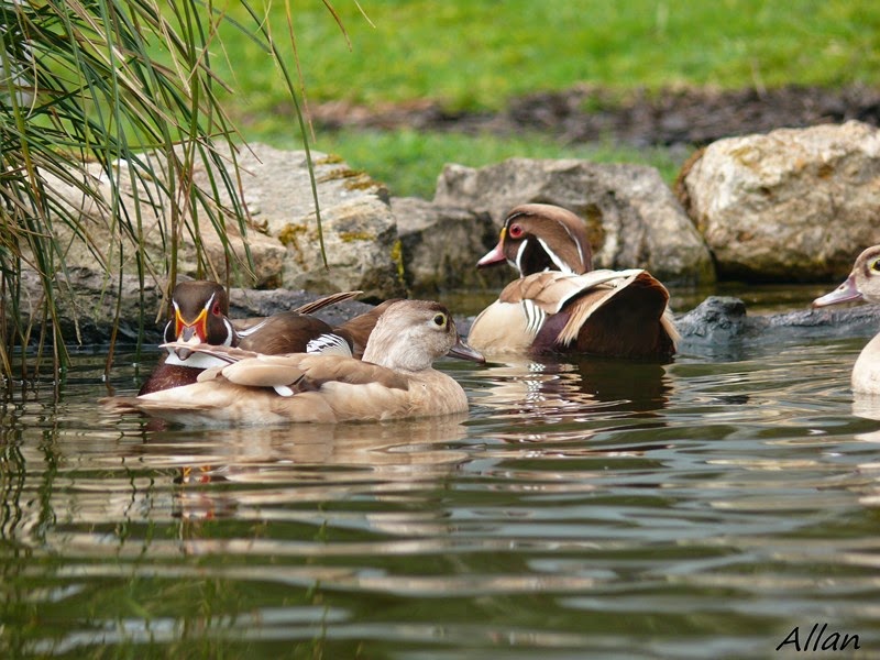 Elevage anatidés ornement: Canard carolin.