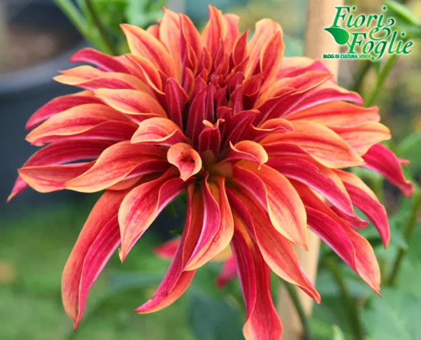 Flores do gênero Dahlia.