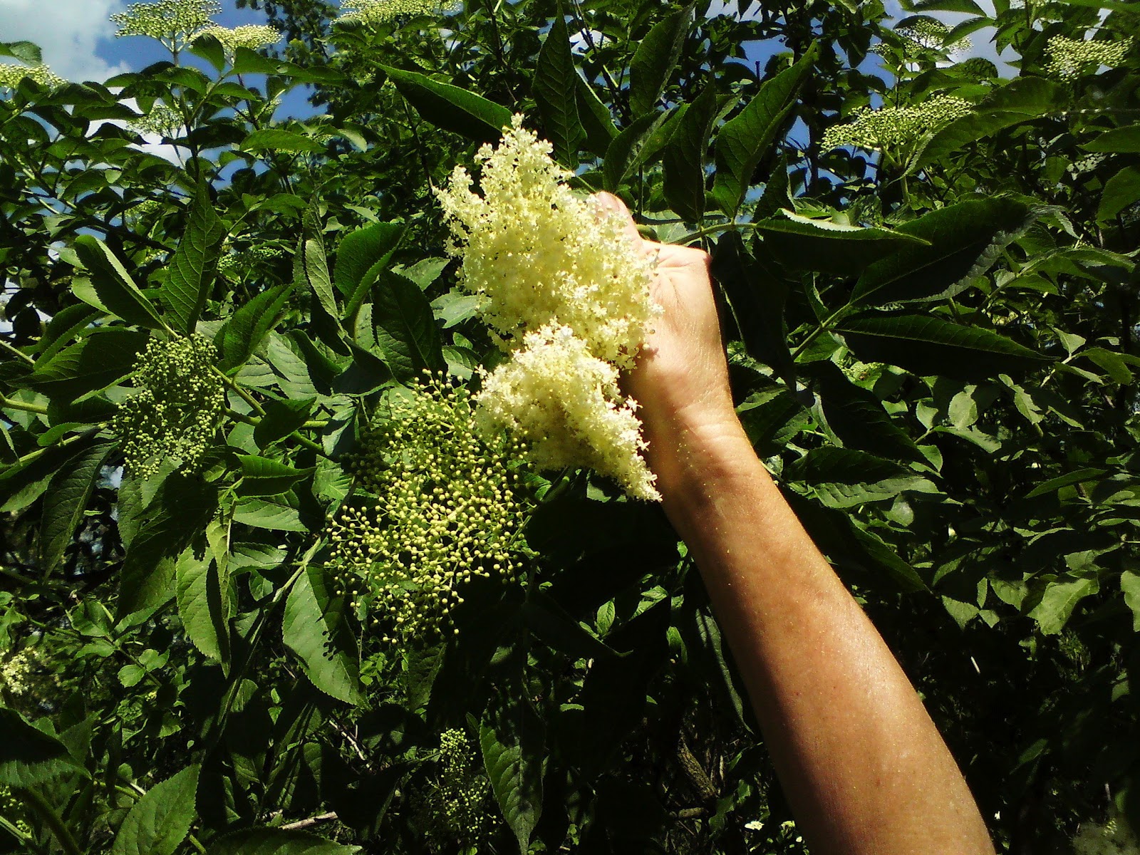 Kwiaty czarnego bzu na 5 sposobów | BEZ OGRÓDEK | blog ogrodniczy