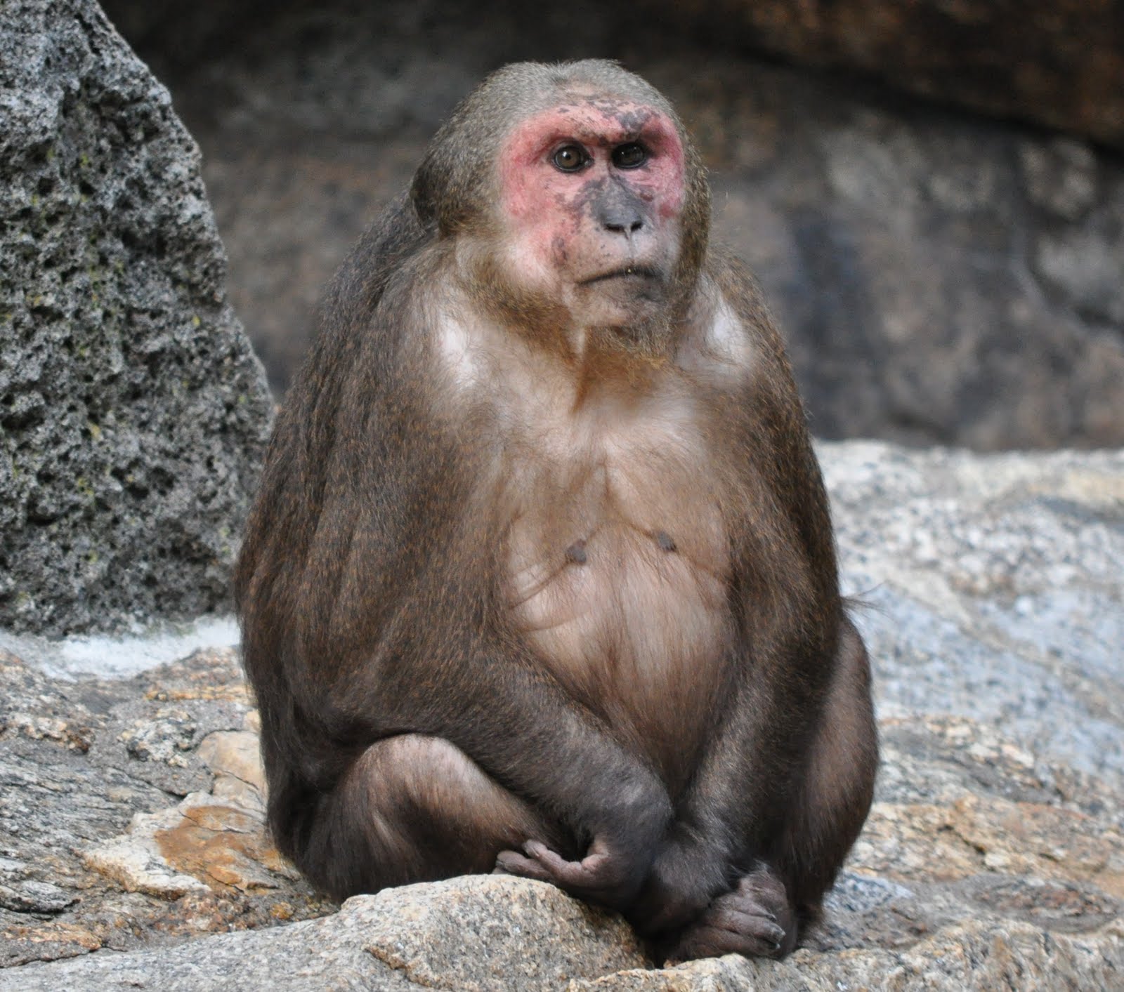 ZOOTOGRAFIANDO (6.100 ANIMALS): MACACO RABÓN / STUMP-TAILED MACAQUE ...