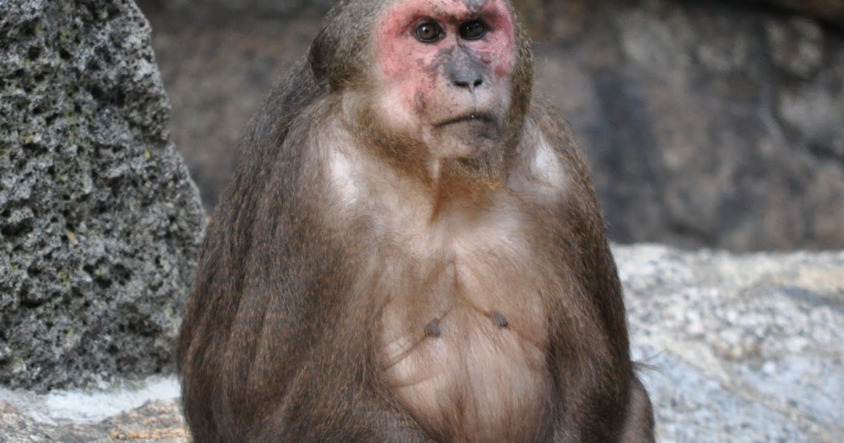 ZOOTOGRAFIANDO (6.100 ANIMALS): MACACO RABÓN / STUMP-TAILED MACAQUE ...