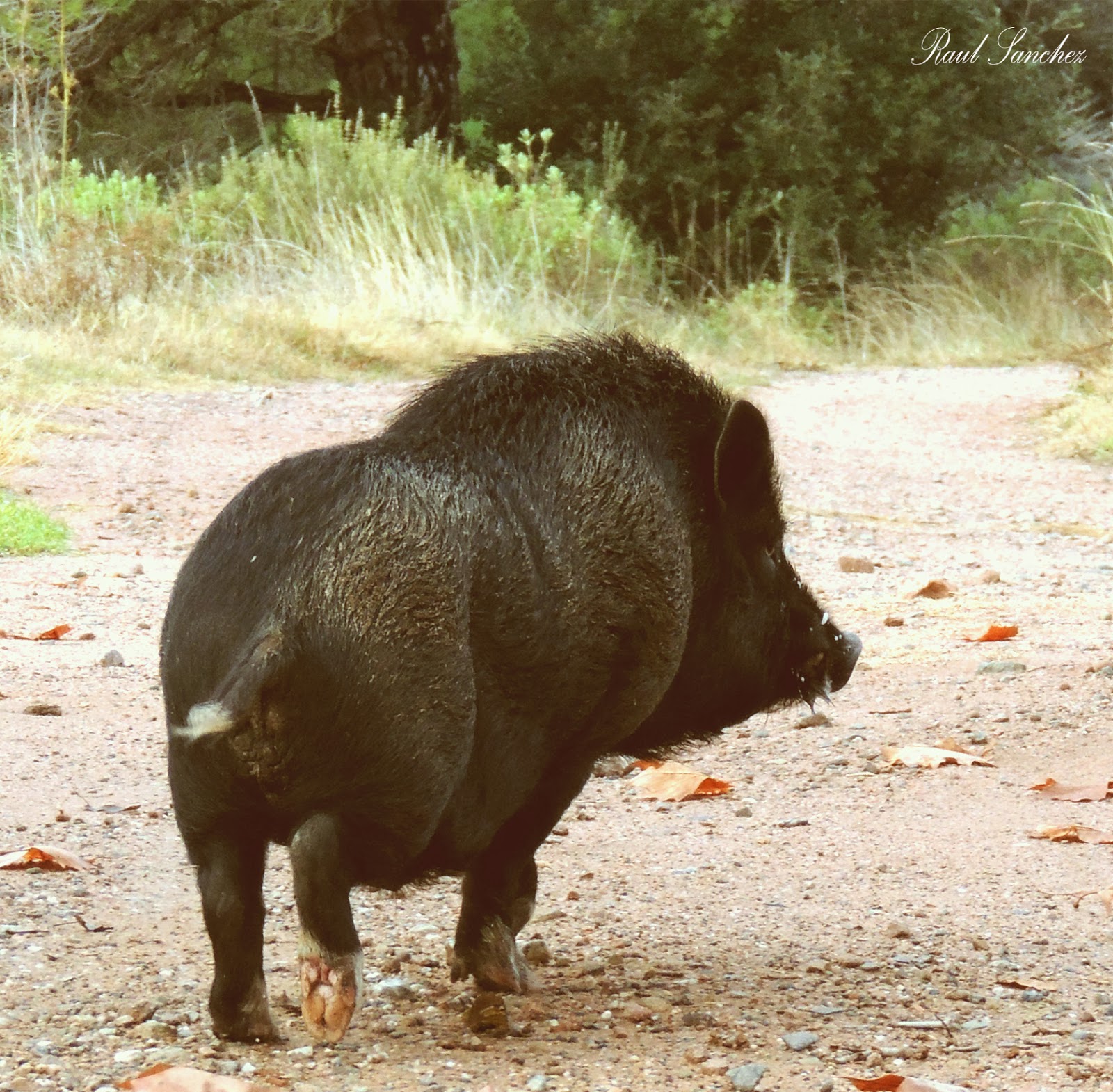 Naturaleza Viva : Un Gorrino , no se que mezcla tiene,este tema se lo ...