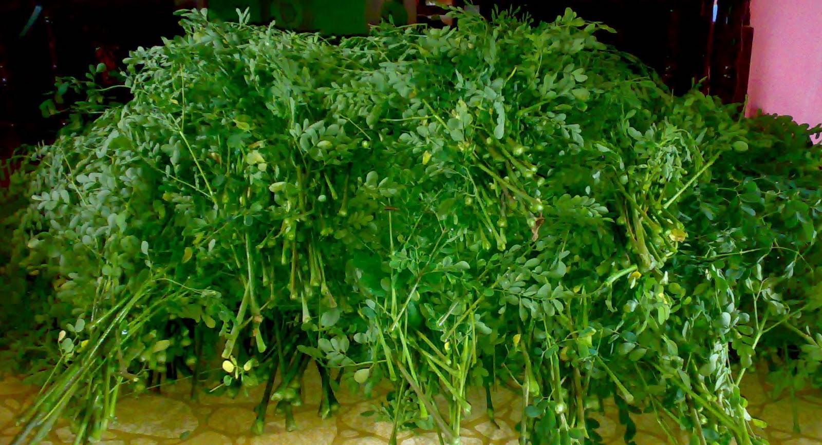 Moringa ( Malunggay )