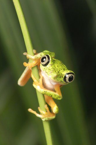 Leaf frog | Facts About All