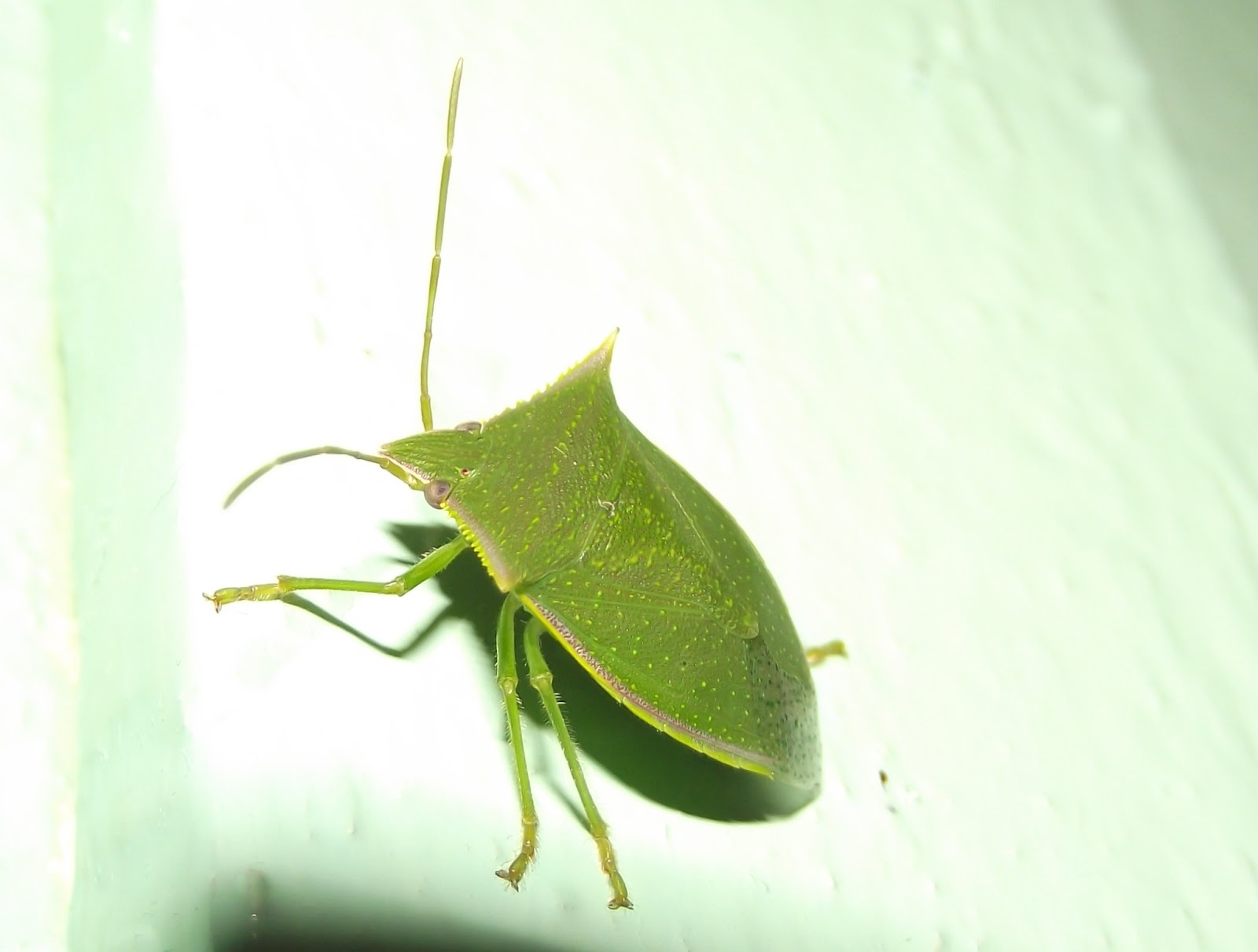 Fotografias de Marcelo Karam: Percevejo-verde (Nezara viridula)