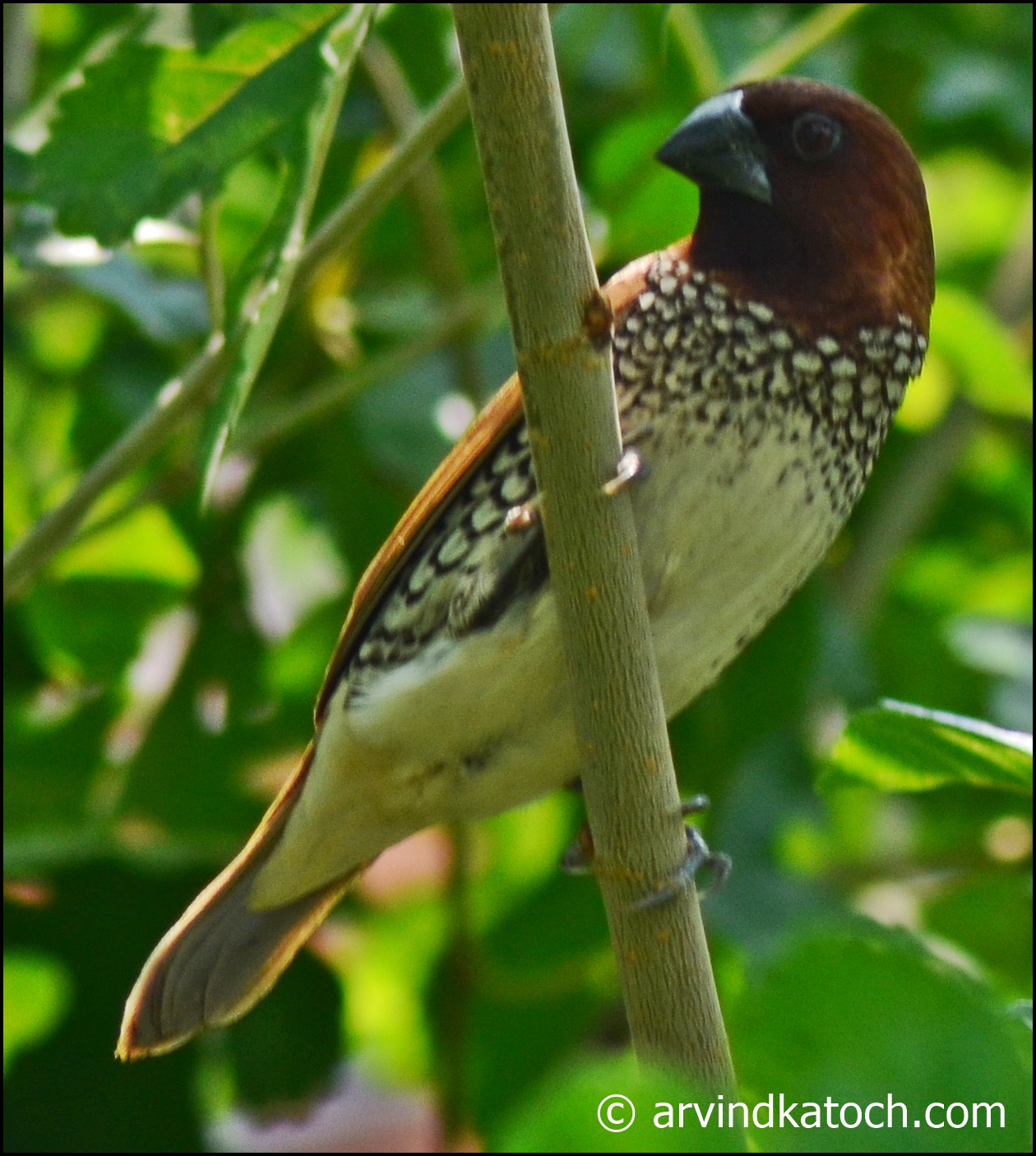 Scaly-breasted (Spotted) Munia Pictures and Detail (Beautiful Tiny Birds)