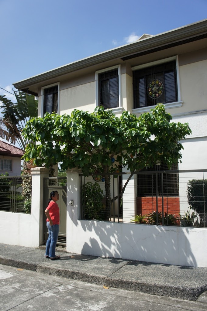 OUR PHILIPPINE TREES: Urban Banilad