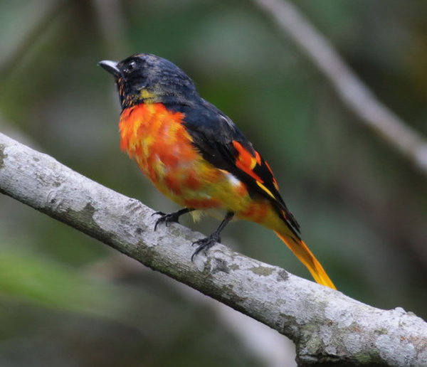 Mike is the name Birding is the game ( Birding in Malaysia - Malaysian ...