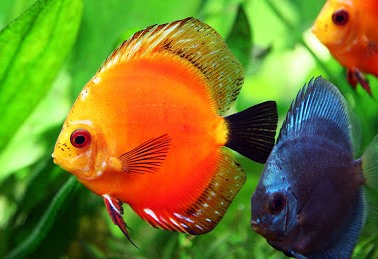 Diskus, Ikan Hias Nan Cantik Asal Sungai Amazon | Ikan Hias Terindah