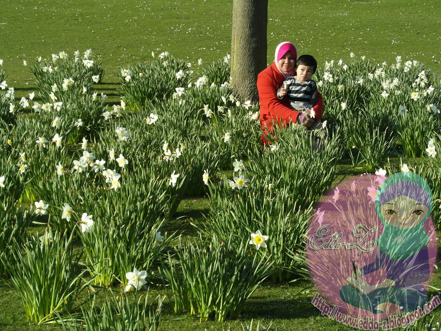 39+ Ide Bunga Daffodil, Gambar Bunga