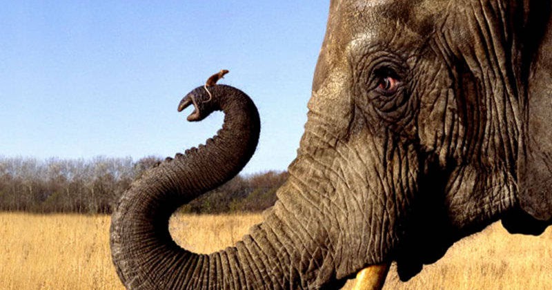 Rosa Rubicondior: Idiot Design - Why Mice Have Longer Sperms Than Elephants