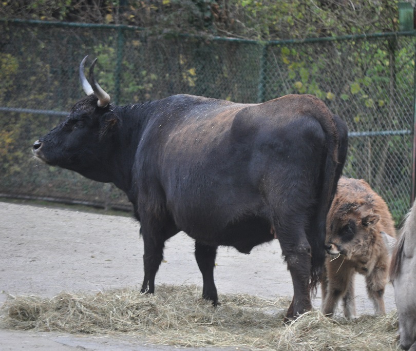 ZOOTOGRAFIANDO (5.836 ANIMALS): TORO, VACA, BUEY, WATUSI, CEBÚ / BULL ...