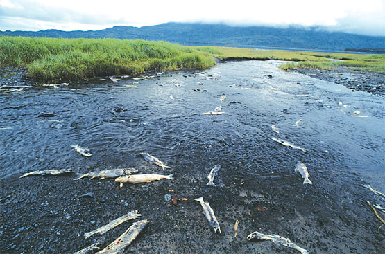 La Contaminacion Del Agua: La Contaminación Del Agua