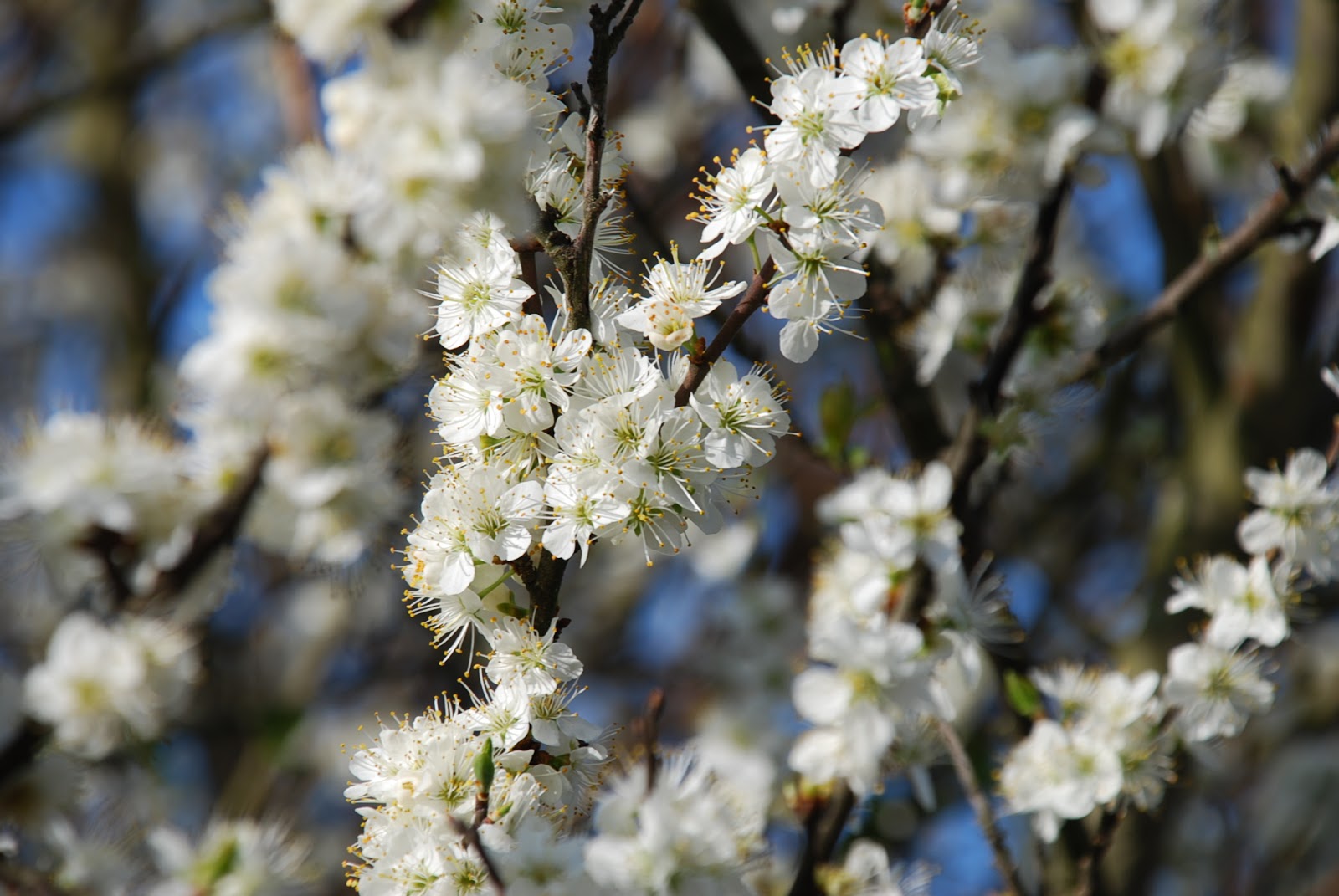 Threading thoughts : Blackthorn in bloom: a joyous sight
