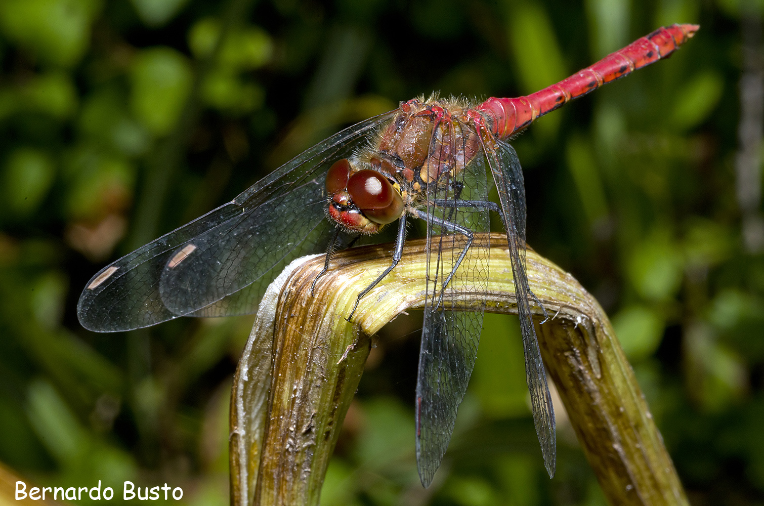 RÍA DE LA VILLA: Flecha roja