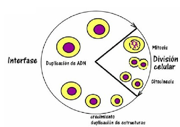 BIO Tic@: División Celular