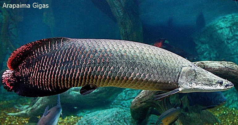 Ikan Predator Arapaima Gigas - Akuarium Ikan Hias