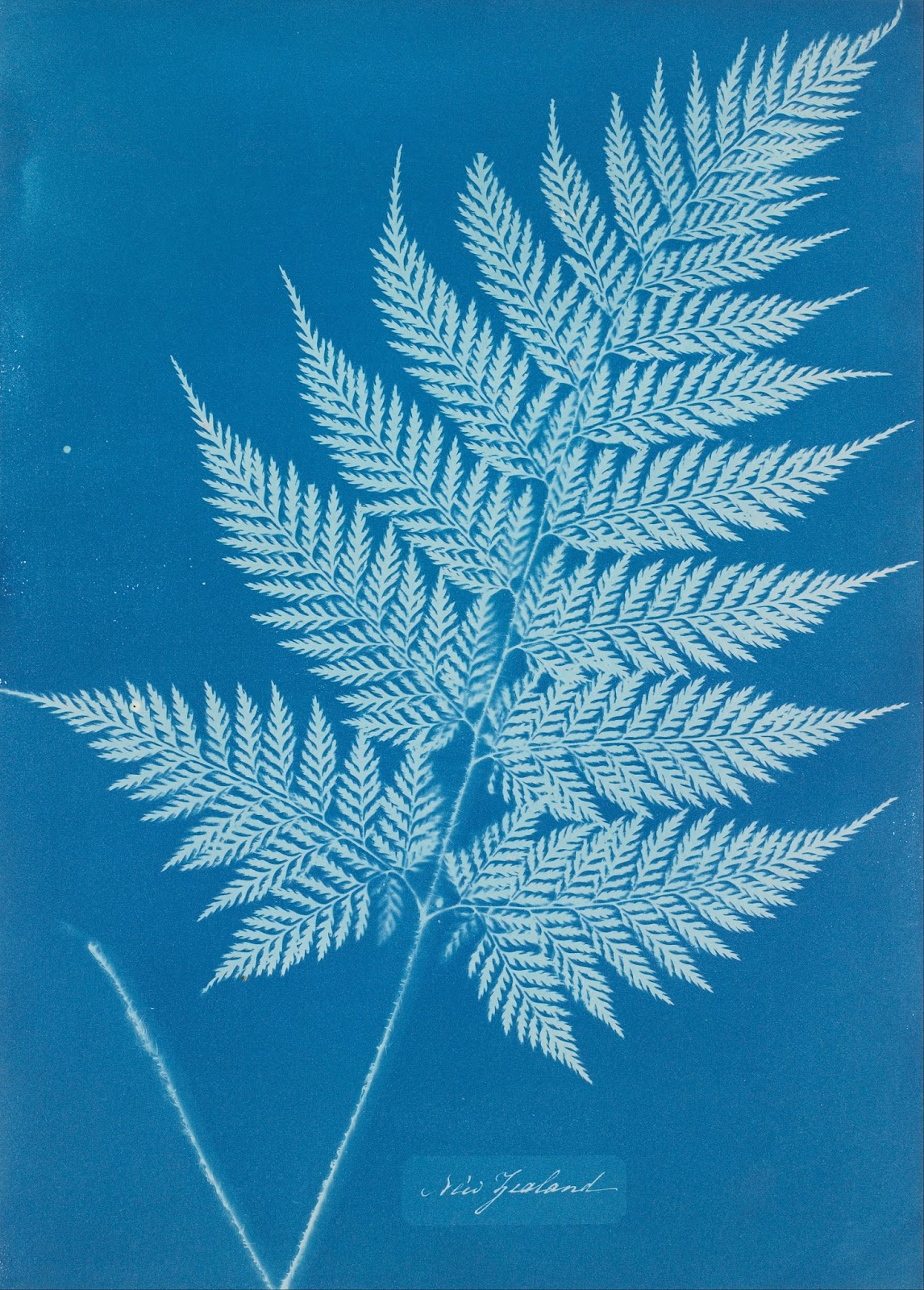 lamb & blonde: Artist Spotlight: Anna Atkins