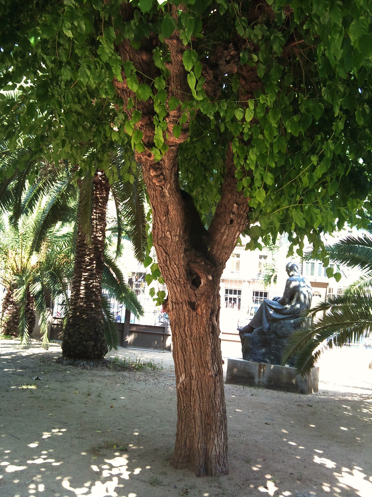 Árboles con alma: Morera. (Morus alba)