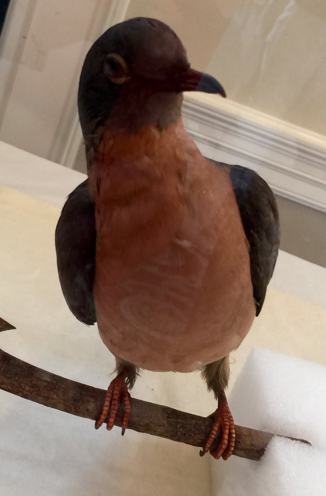 LivingOurDream: Passenger Pidgeon