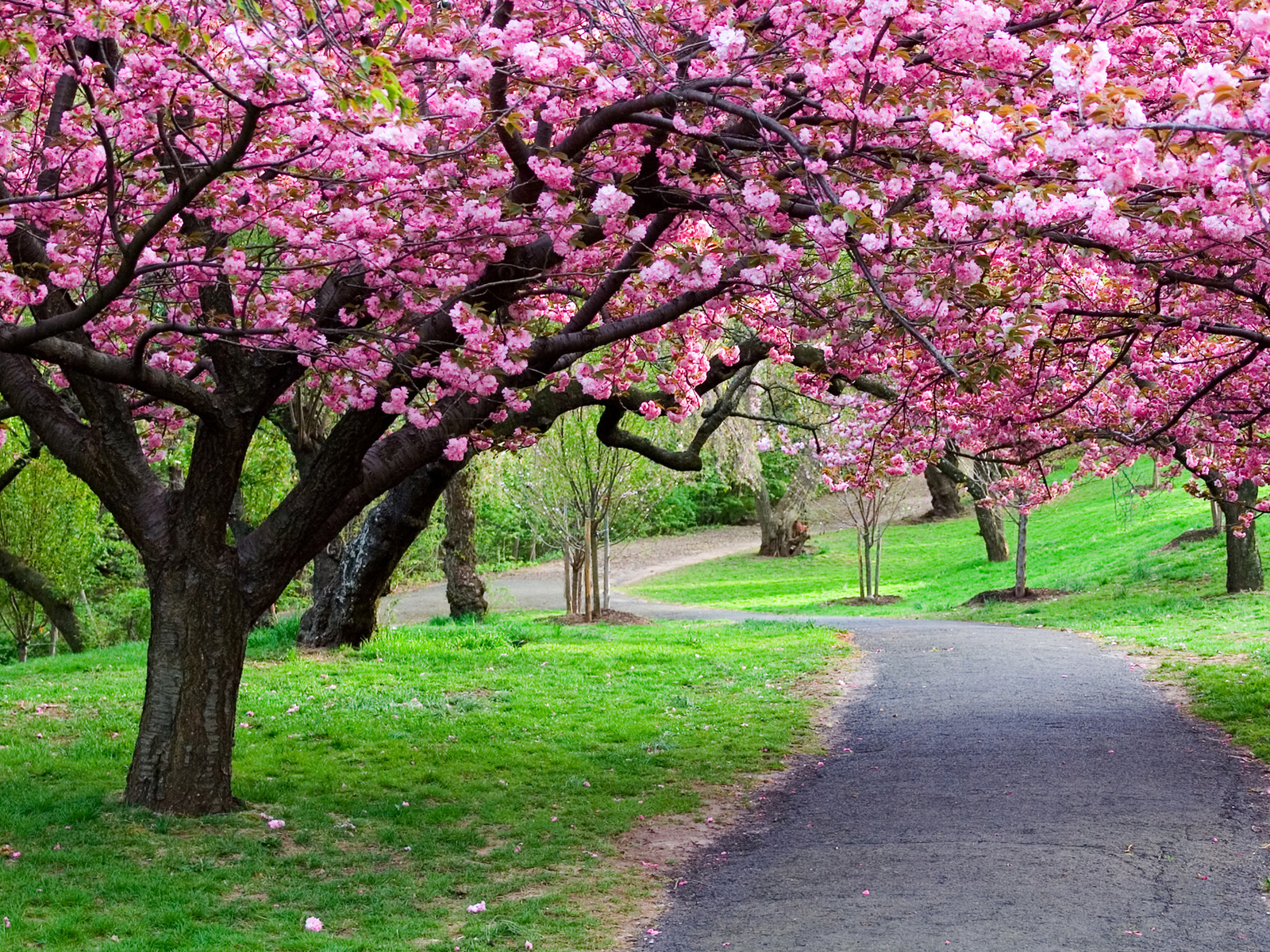 Imagenes de arboles rosados - Imagui