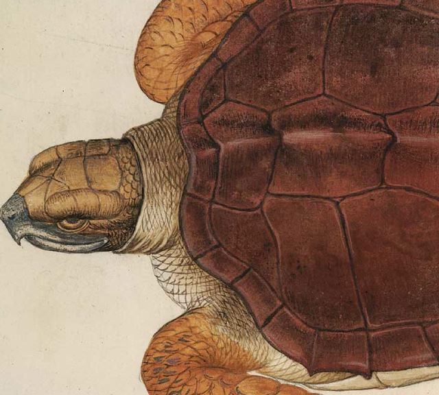 Raleigh 400: The watercolours of John White: artist and explorer