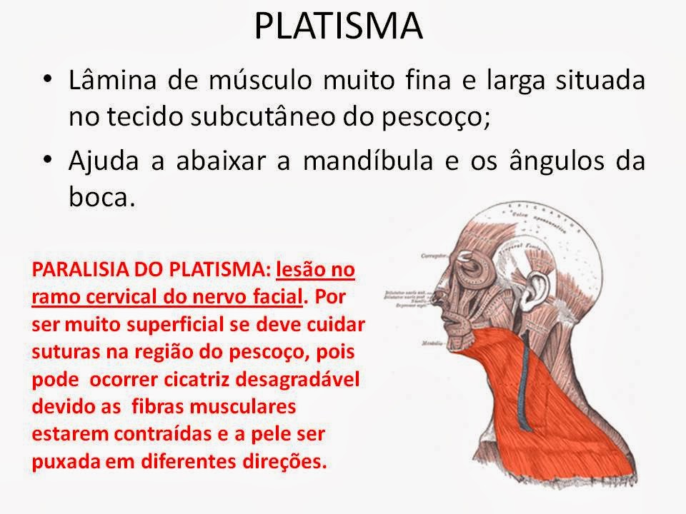 Liga de Anatomia ULBRA: MÚSCULOS DO PESCOÇO